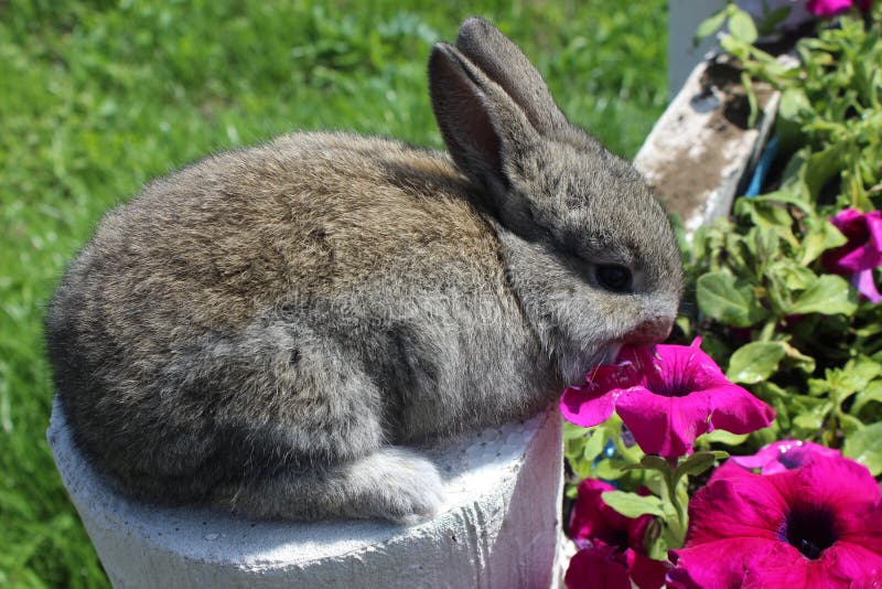 Nice Rabbit Stock Photos - Download 3,582 Royalty Free Photos