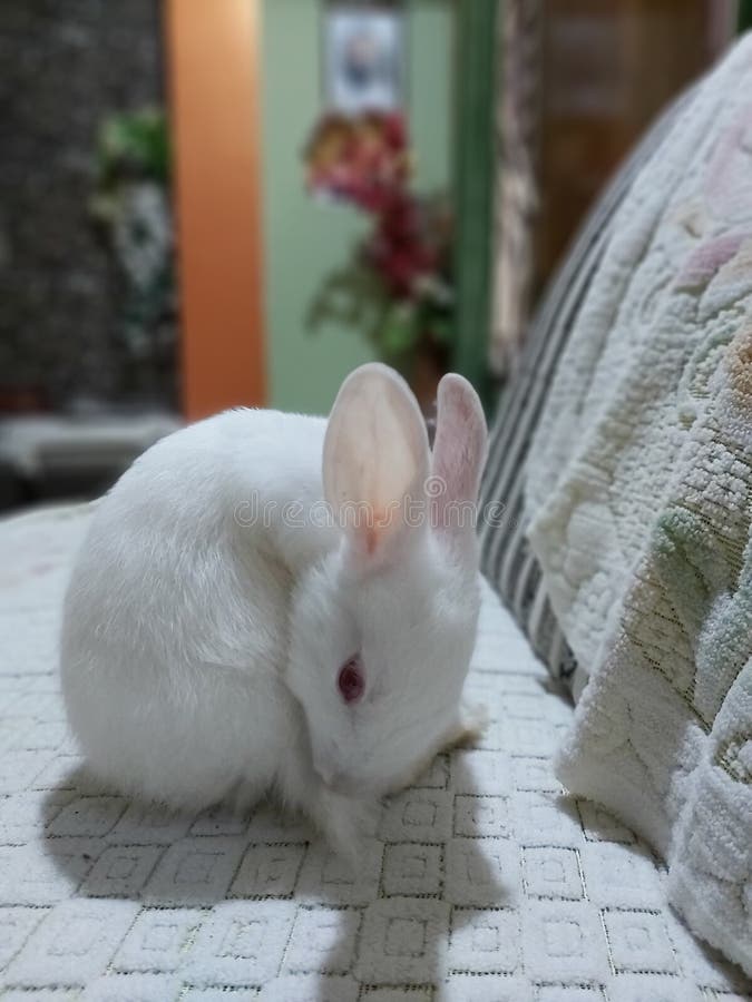 Beautiful rabbit picture stock image. Image of nice - 175836679