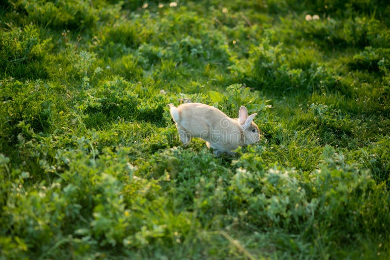 Beautiful Rabbit Running in the Grass at Sunset Stock Photo - Image of ...
