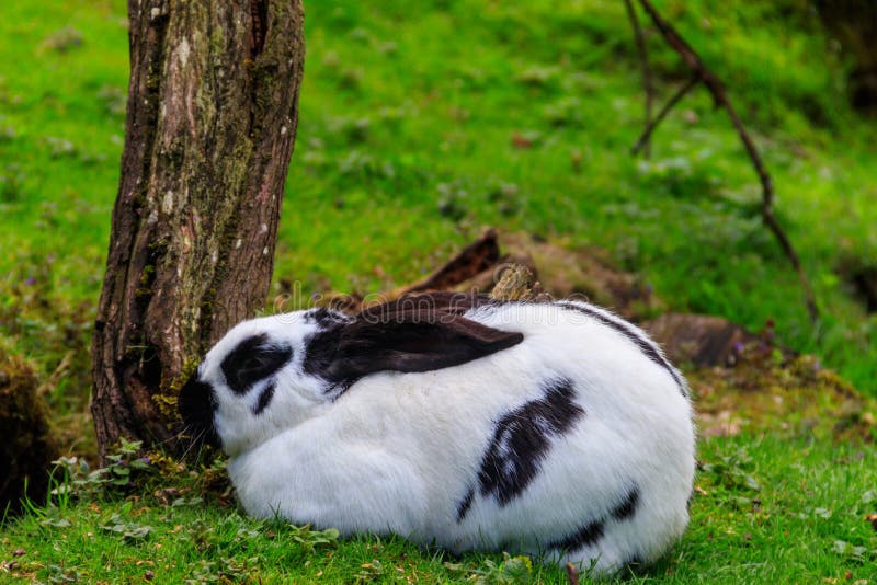 Beautiful Rabbit Sitting in Green Grass on Lawn Stock Photo - Image of ...