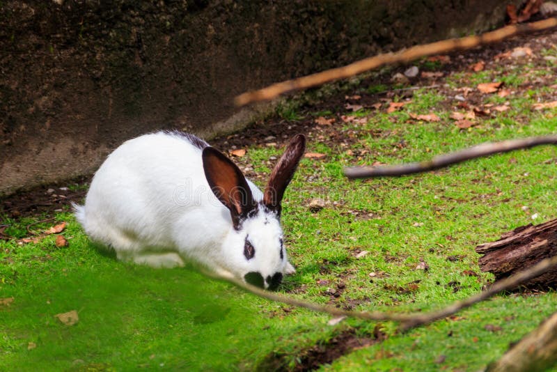 Beautiful Rabbit Sitting in Green Grass on Lawn Stock Photo - Image of ...