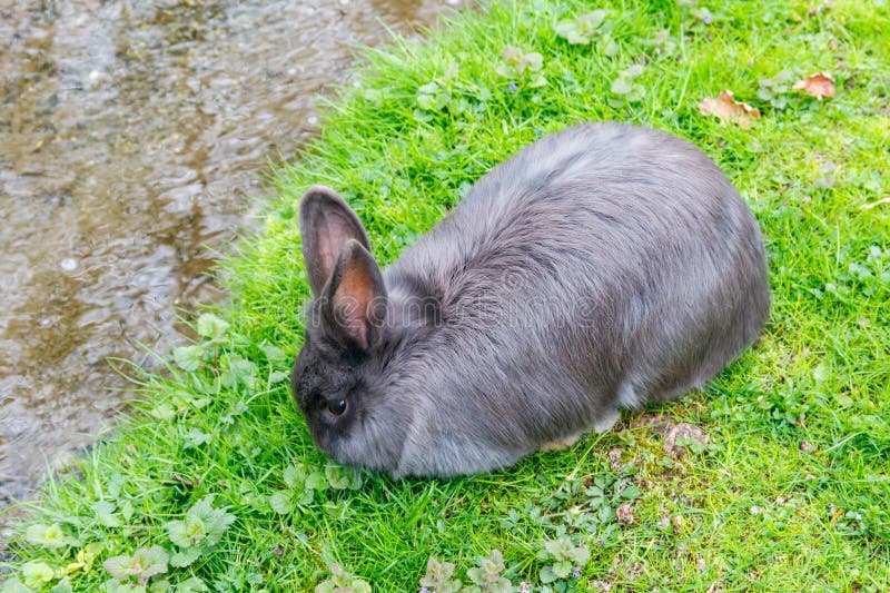 Beautiful Rabbit Sitting in Green Grass on Lawn Stock Photo - Image of ...