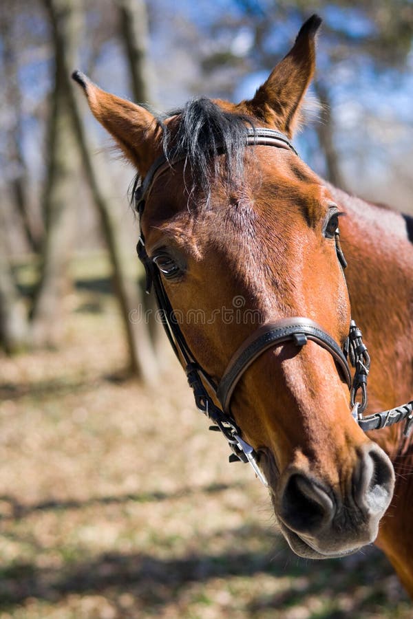 Beautiful race horse stock image. Image of portrait, pasture - 10850907