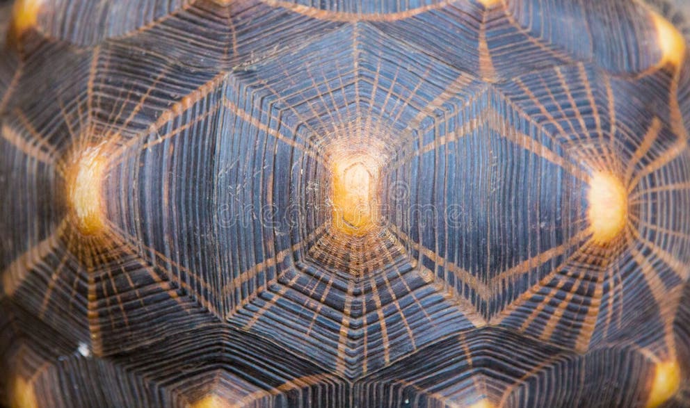 Radiated Tortoise Shell Texture Pattern Stock Image - Image of shell ...