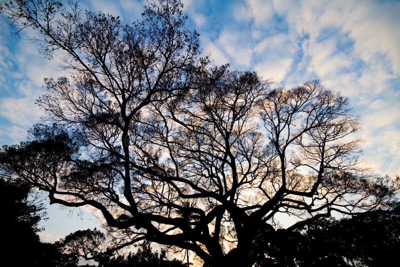 Beautiful Radiation Tree Shap Shadow at Sunset Stock Photo - Image of ...