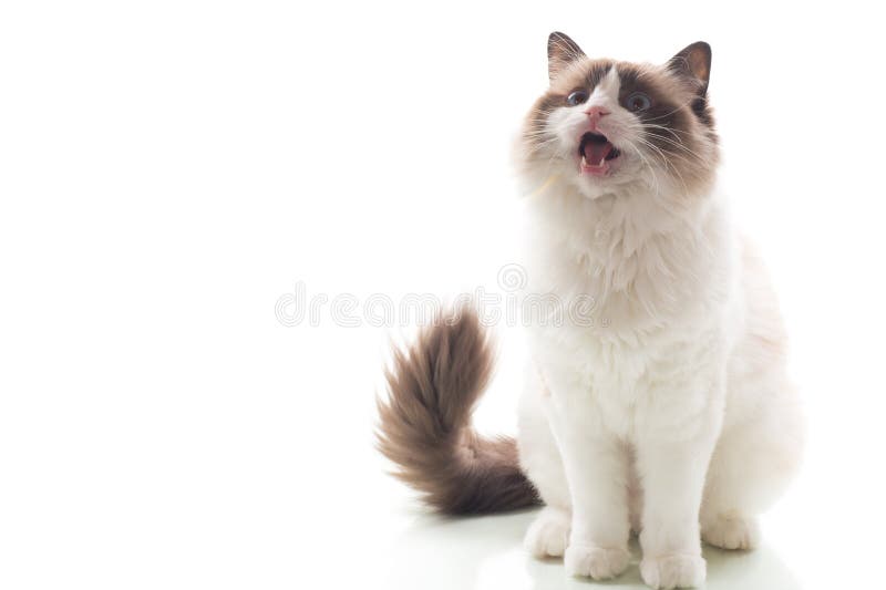 Beautiful Ragdoll Cat with White and Brown Fur Stock Illustration ...