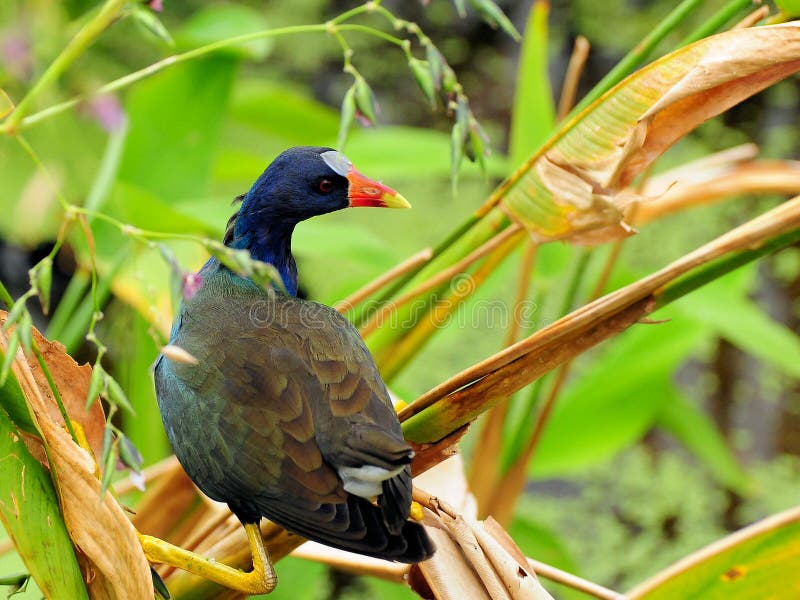 Beautiful Rail Bird stock image. Image of everglades - 22056779