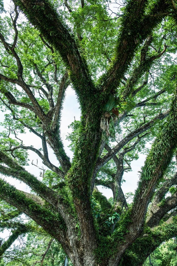 Beautiful Rain Tree in Chiang Kham District Stock Photo - Image of asia ...