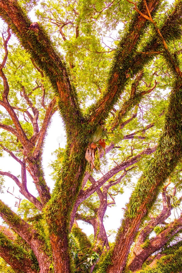 Beautiful Rain Tree in Chiang Kham District Stock Image - Image of asia ...