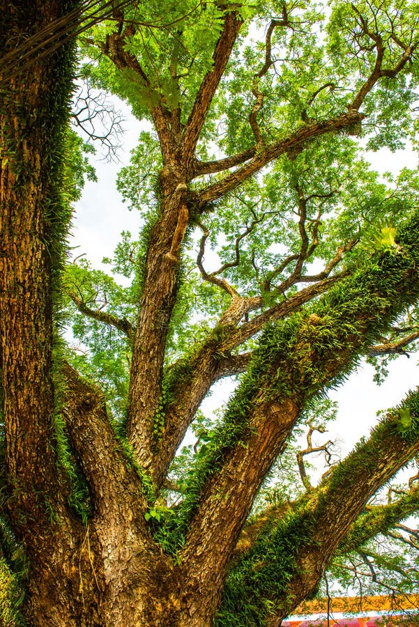 Beautiful Rain Tree in Chiang Kham District Stock Image - Image of ...