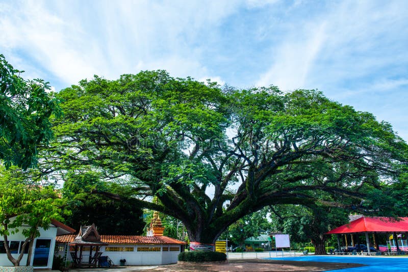 Beautiful Rain Tree in Chiang Kham District Stock Photo - Image of life ...