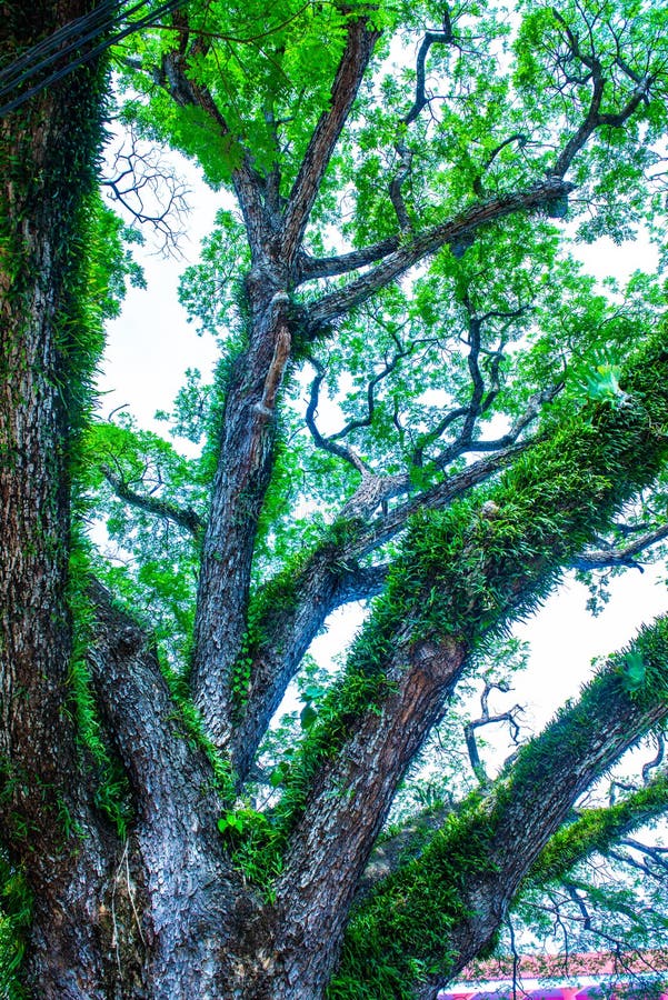 Beautiful Rain Tree in Chiang Kham District Stock Photo - Image of ...