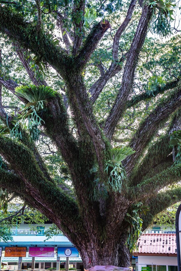 Beautiful Rain Tree in Chiang Kham District Editorial Stock Image ...