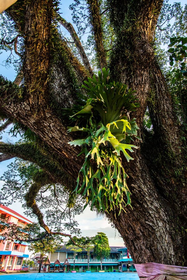 Beautiful Rain Tree in Chiang Kham District Editorial Photography ...