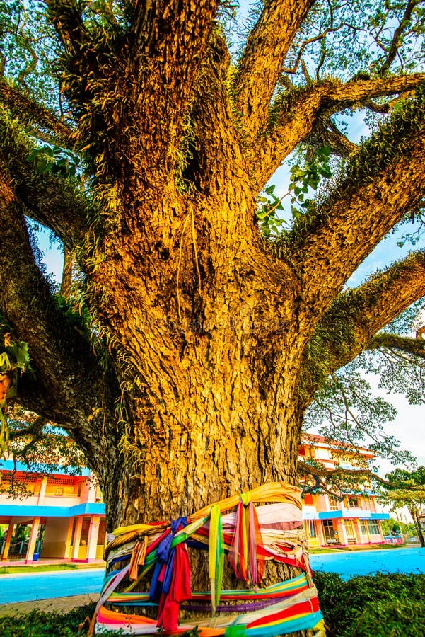 Beautiful Rain Tree in Chiang Kham District Editorial Stock Image ...