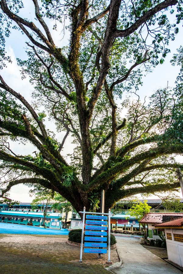 Beautiful Rain Tree in Chiang Kham District Stock Image - Image of high ...