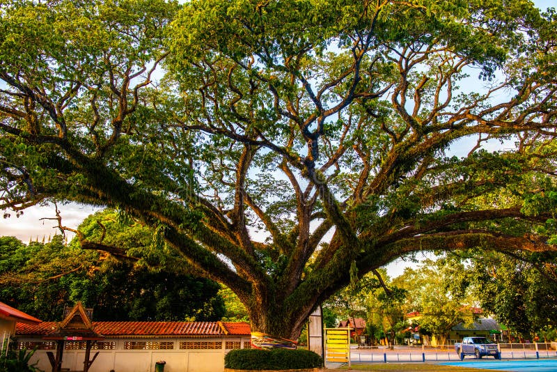 Beautiful Rain Tree in Chiang Kham District Stock Photo - Image of ...