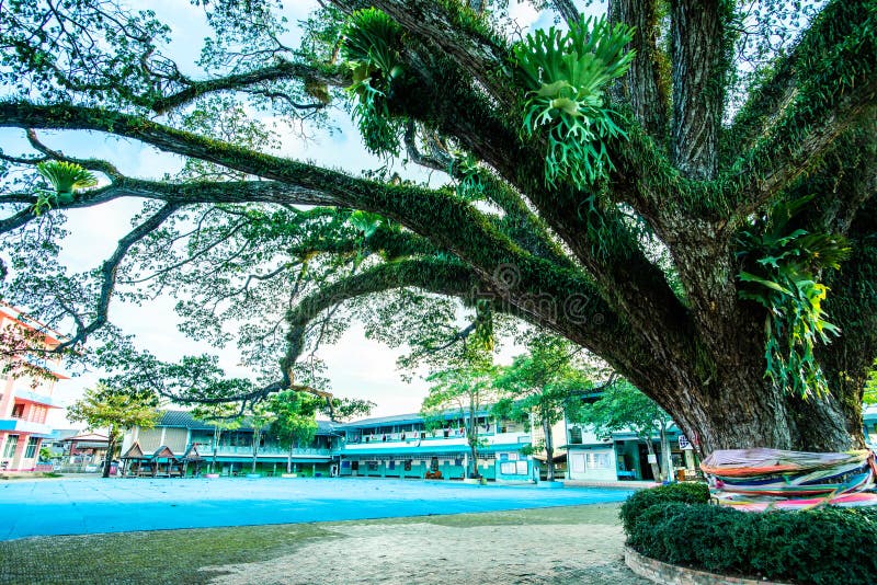 Beautiful Rain Tree in Chiang Kham District Stock Photo - Image of kham ...