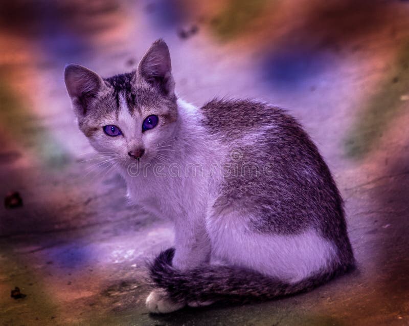 Beautiful Rainbow Cat stock photo. Image of landscape - 100416068