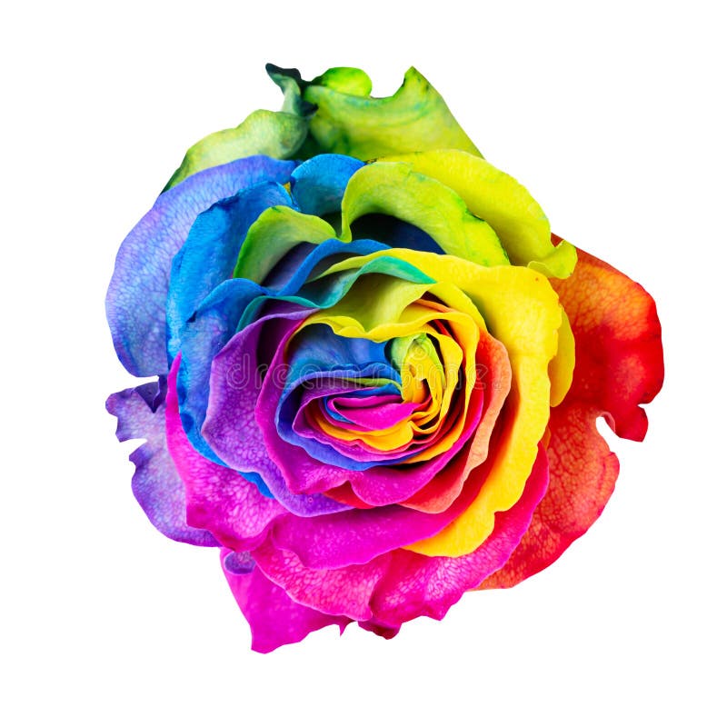 Beautiful Rainbow Colored Rose Bud Isolated on White Background Stock ...