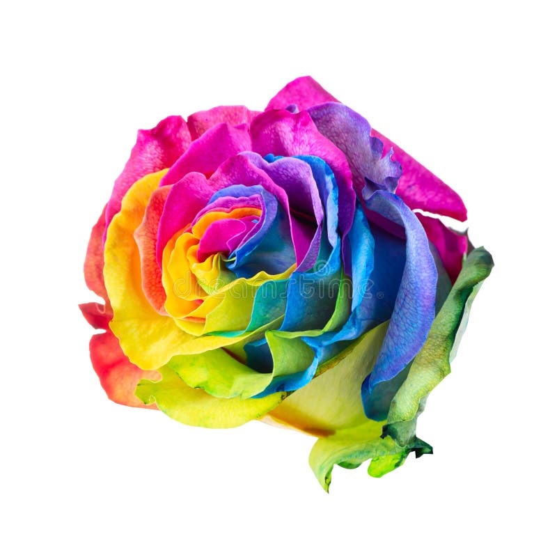 Beautiful Rainbow Colored Rose Bud Isolated on White Background Stock ...