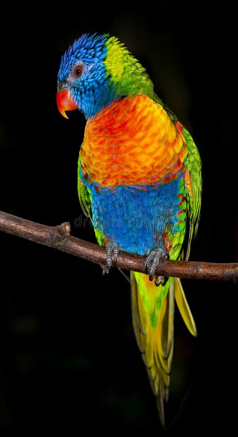 Rainbow lorikeet stock photo. Image of rainbow, australian - 7775766