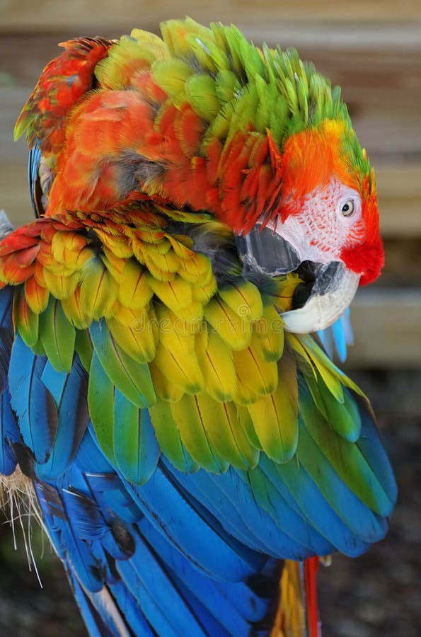 Macau Parrot Stock Photos - Free & Royalty-Free Stock Photos from ...