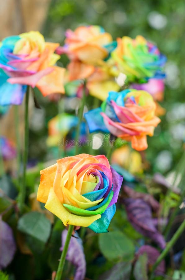 Beautiful of Rainbow Roses stock photo. Image of beautiful - 65069032