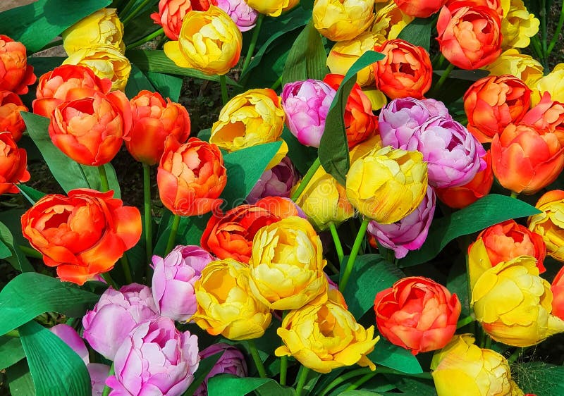 Beautiful Rainbow tulips stock image. Image of blossom - 212400241