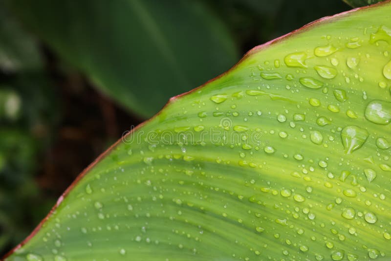 Beautiful Raindrops on the Leaves. Stock Photo - Image of summer ...