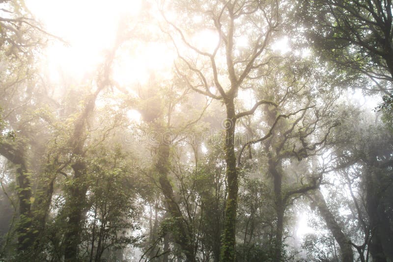 Beautiful Rainforest stock image. Image of foliage, rainforest - 161782331