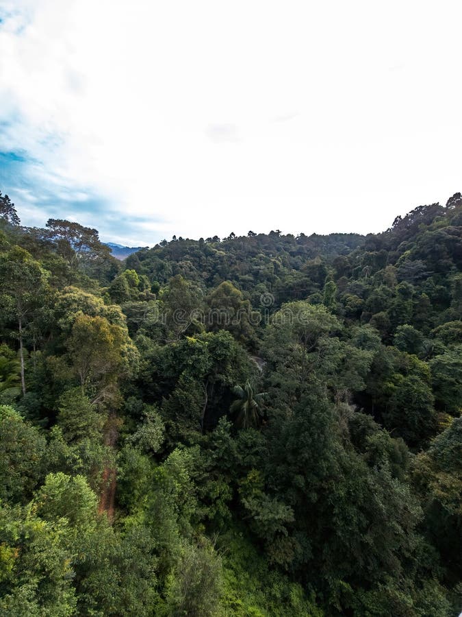 Beautiful Rainforest Trees, Biodiversity in Malaysia Stock Photo ...