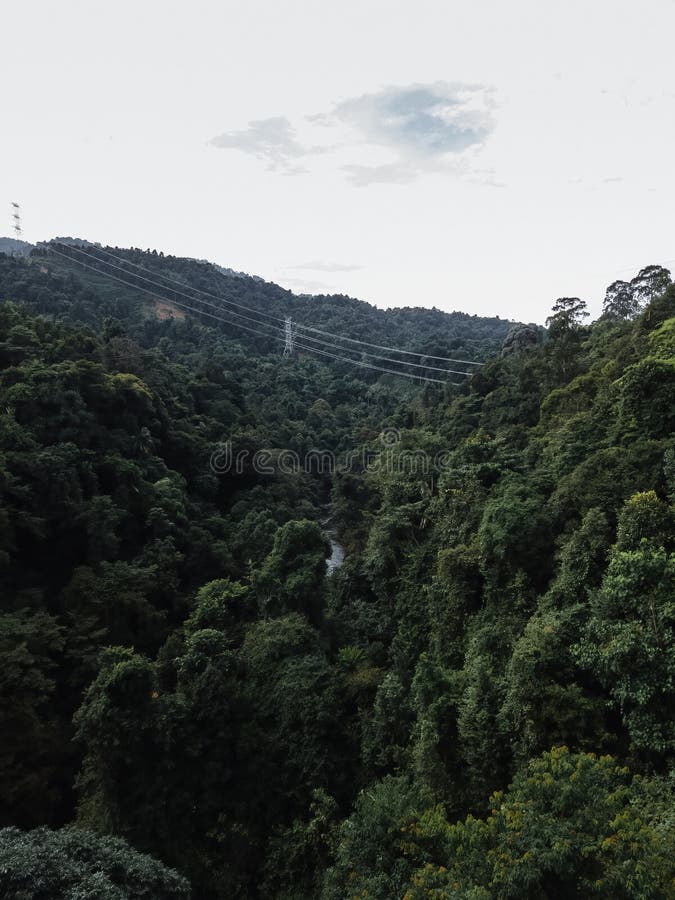 Beautiful Rainforest Trees, Biodiversity in Malaysia Stock Photo ...