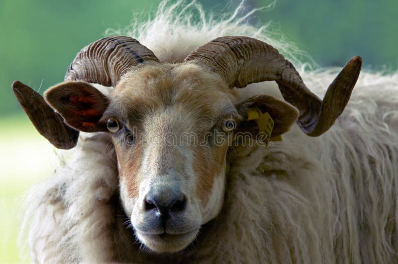 Beautiful ram stock photo. Image of goat, strong, animal - 783946