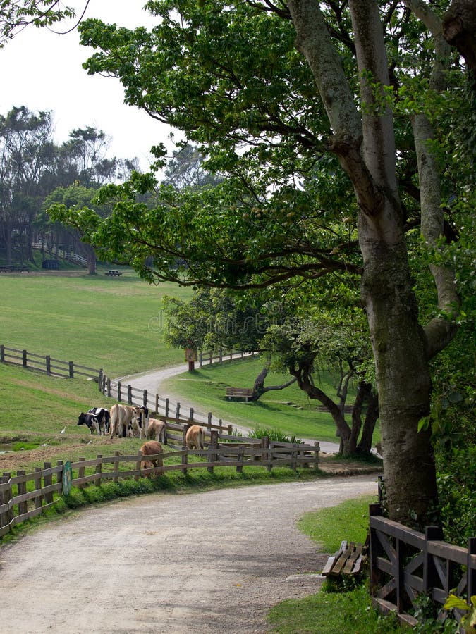 A beautiful ranch stock image. Image of milk, forest - 24846887