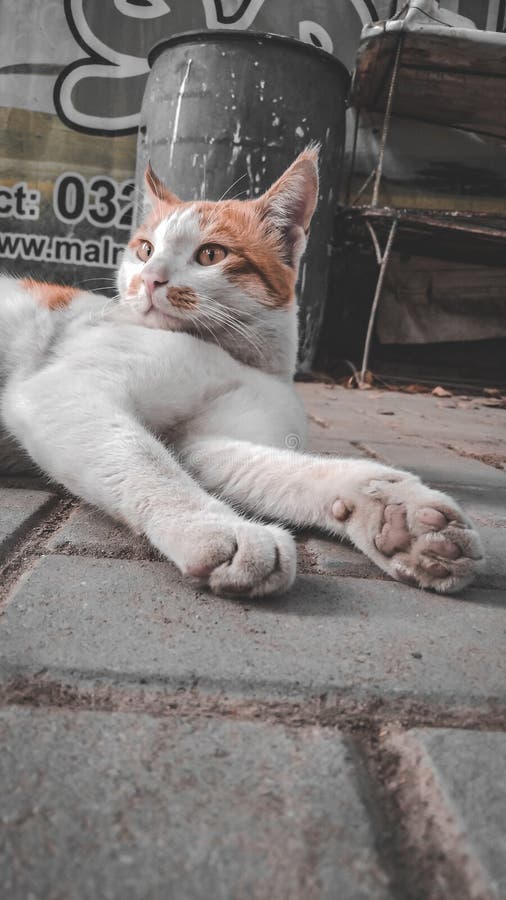 Beautiful Random Cat in a Street Stock Image - Image of random, beauty ...