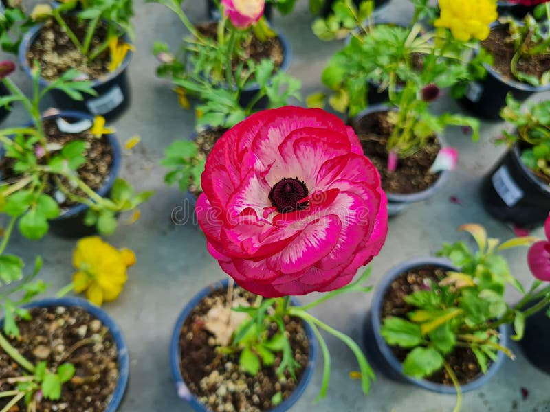 Beautiful Ranunculus Flowers Stock Image - Image of bridal, closeup ...