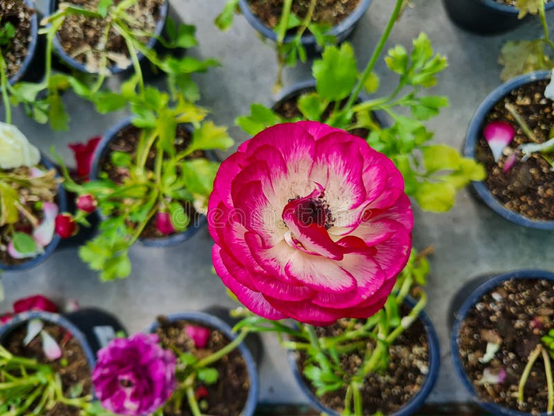 Beautiful Ranunculus Flowers Stock Photo - Image of beautiful, meadow ...