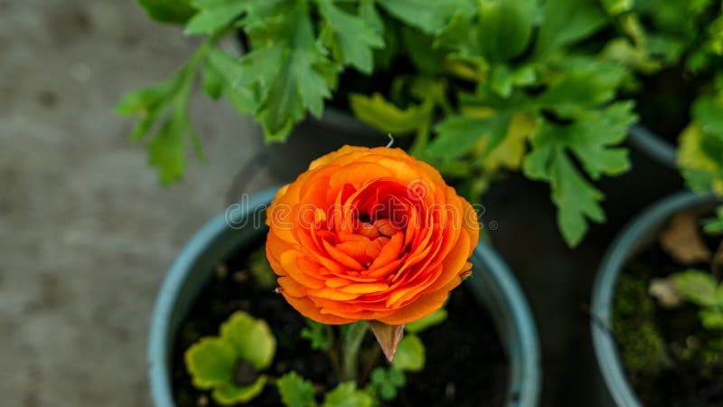 Beautiful Ranunculus Flowers Stock Image - Image of bunch, nature ...