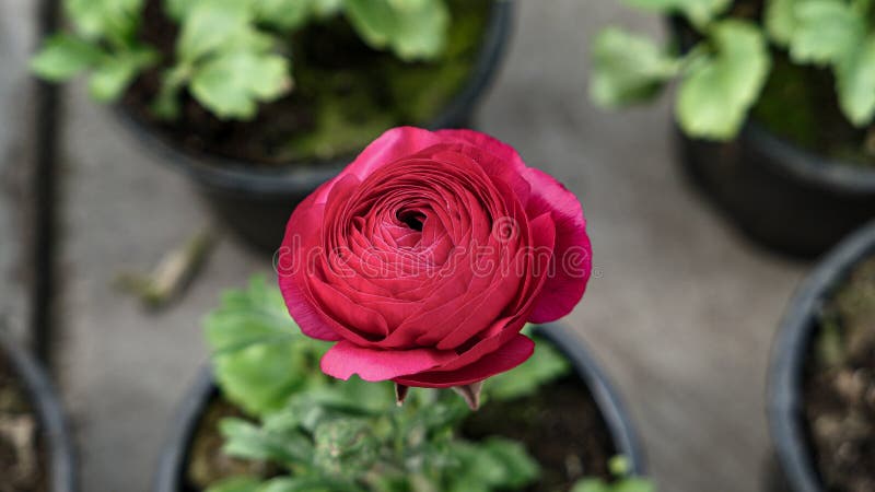 Beautiful Ranunculus Flowers Stock Photo - Image of bunch, blooming ...