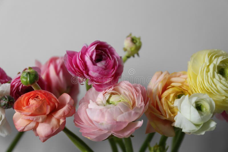 Beautiful Ranunculus Flowers on Light Grey Background, Closeup Stock ...