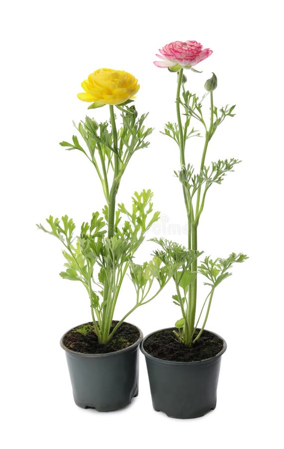 Beautiful Ranunculus Flowers in Pots on White Background Stock Image ...