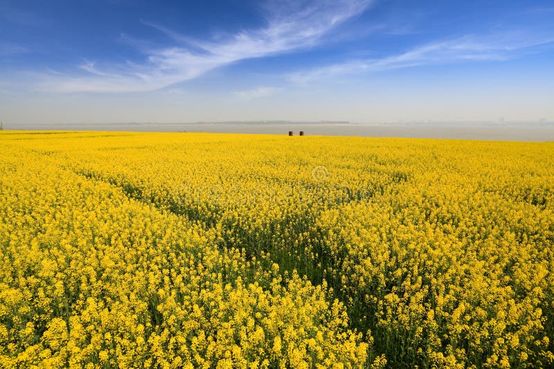 Beautiful rapeseed field stock photo. Image of grow, landscape - 24149228