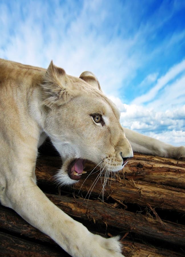 17+ Beautiful female african lioness Free Stock Photos - StockFreeImages