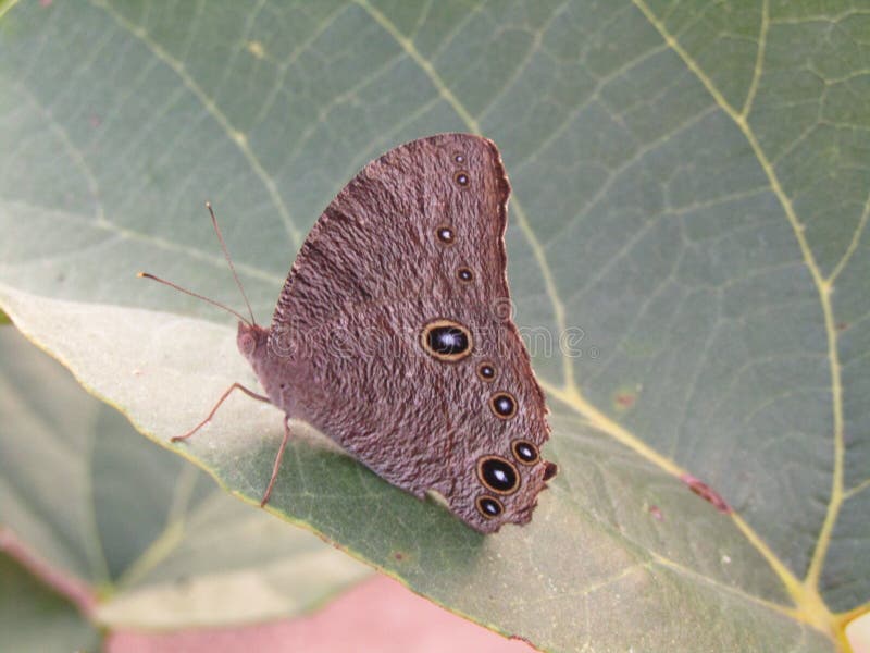 Beautiful Rare Butterflies on Leaf and Rare Colors. Stock Image - Image ...