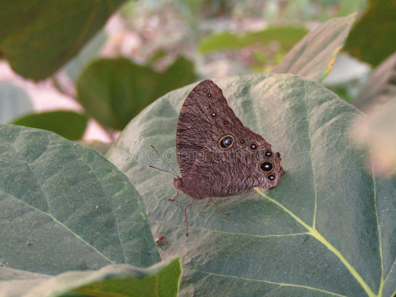 Beautiful Rare Butterflies on Leaf and Rare Colors. Stock Image - Image ...
