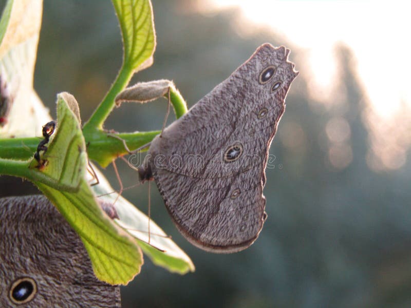 Beautiful Rare Butterflies on Leaf and Rare Colors. Stock Image - Image ...