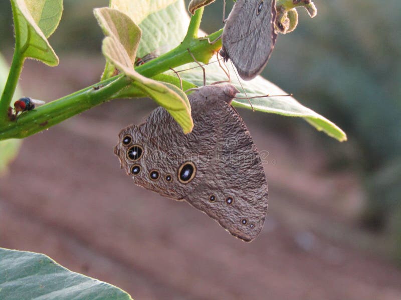 Beautiful Rare Butterflies on Leaf and Rare Colors. Stock Photo - Image ...