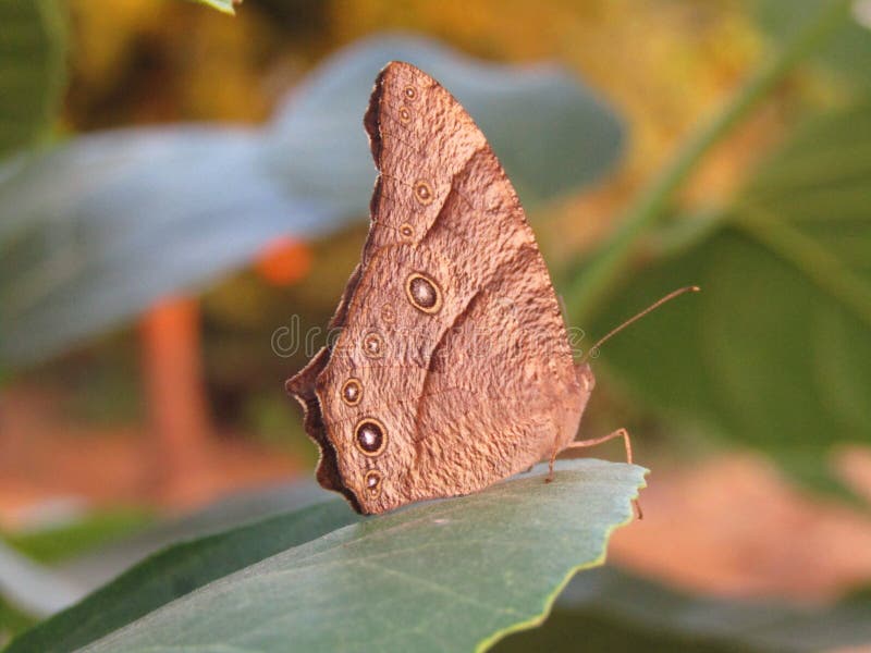 Beautiful Rare Butterflies on Leaf and Rare Colors. Stock Photo - Image ...