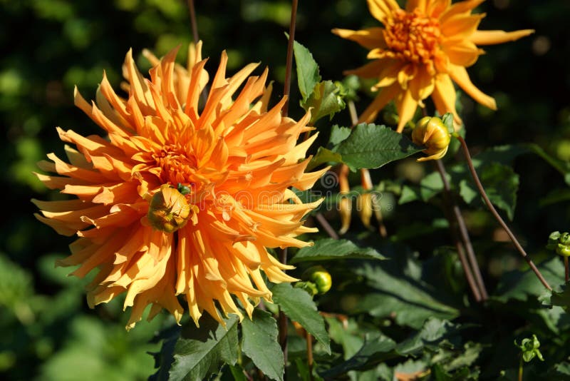 124 Rare Dahlias Stock Photos - Free & Royalty-Free Stock Photos from ...